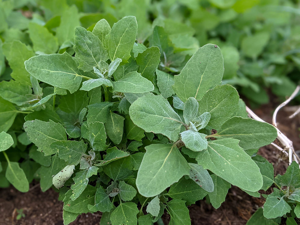 Foraging and Eating Lambsquarters or Wild Spinach!