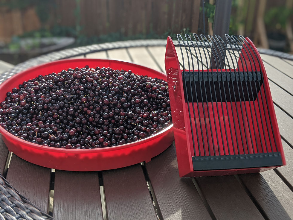 The Most Common Native Cherry in CO