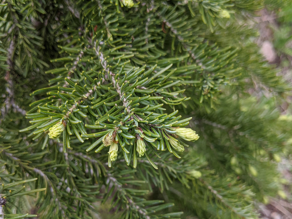 Spruce Trees: Foraging and Identification