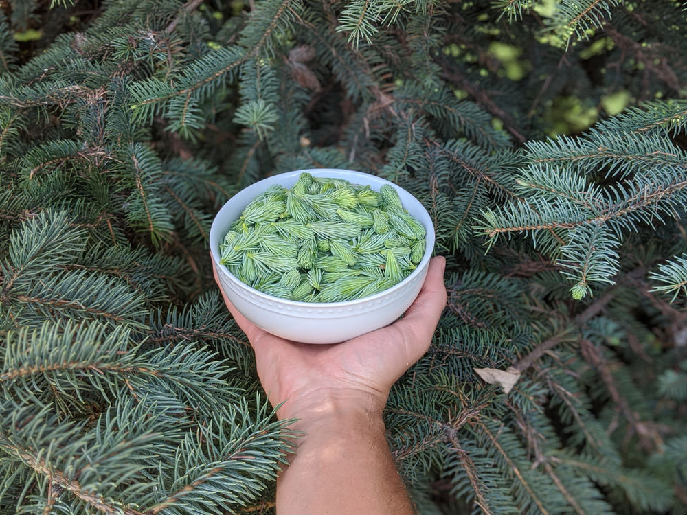 Spruce Trees: Foraging and Identification