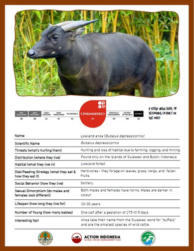 Anoa Facts Sheet | Actionindonesia