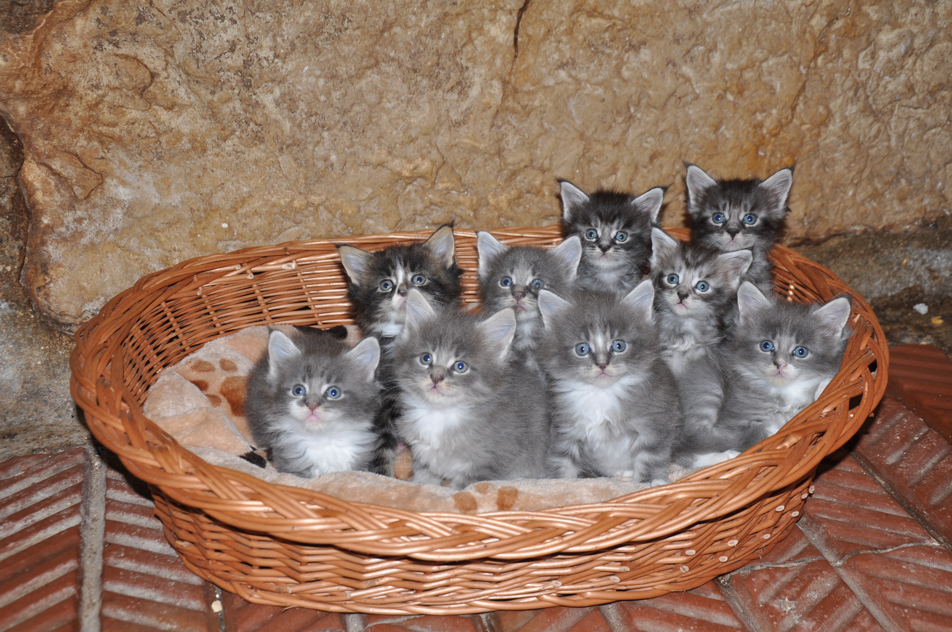 Maine Coon | Mainecoon Inlove - élevage de chat Maine Coon | Marchissy