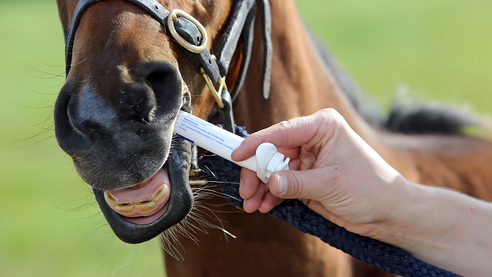 Equine Worming Programs: Safeguarding Your Horse's Health