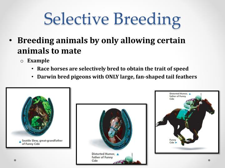 The Art of Precision: Selective Breeding for Peak Performance in Racehorses
