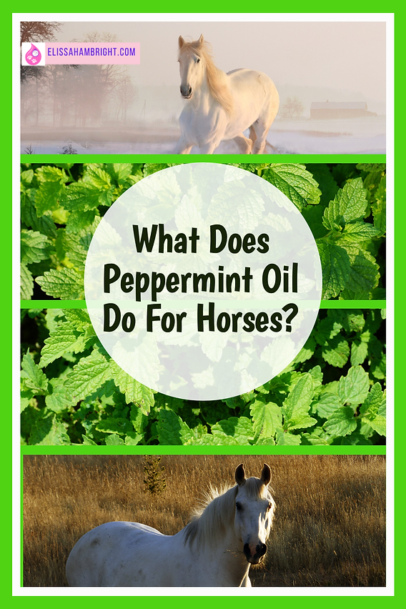 peppermints for horses