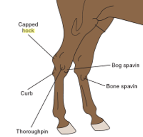 Curbs: Causes and Treatment In The Equine