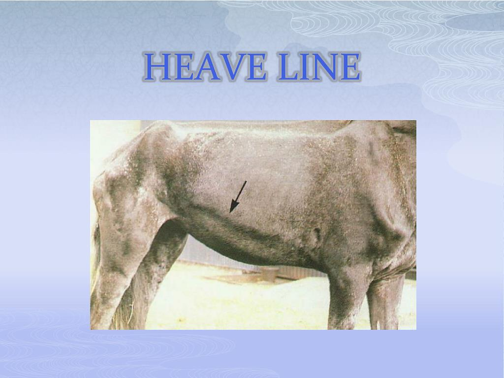 Understanding the Heave Line in Horses: What Does It Indicate?