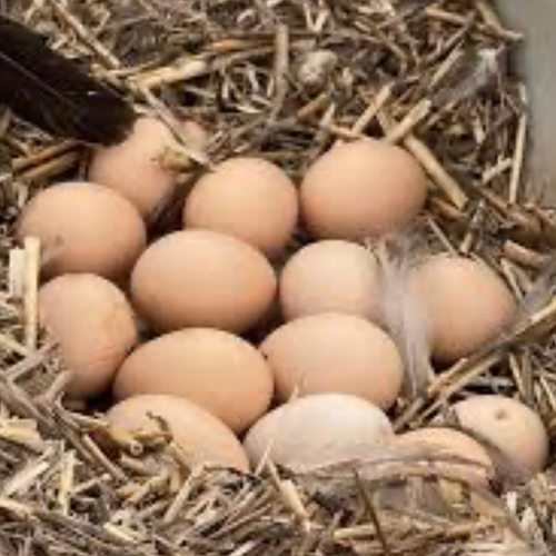 BLACK/BLUE/SPLASH COMBO AUSTRALORP FERTILE EGGS | The Tiny Homestead