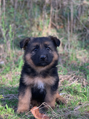Pastor Aleman | Distri Mascotas