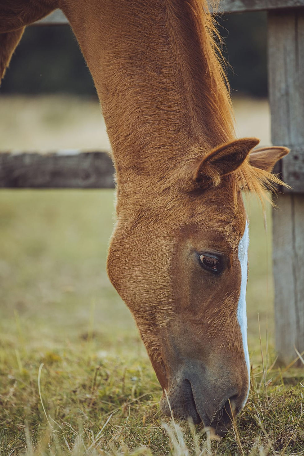 Gallery | Norton Grove StudNorton Grove Stud