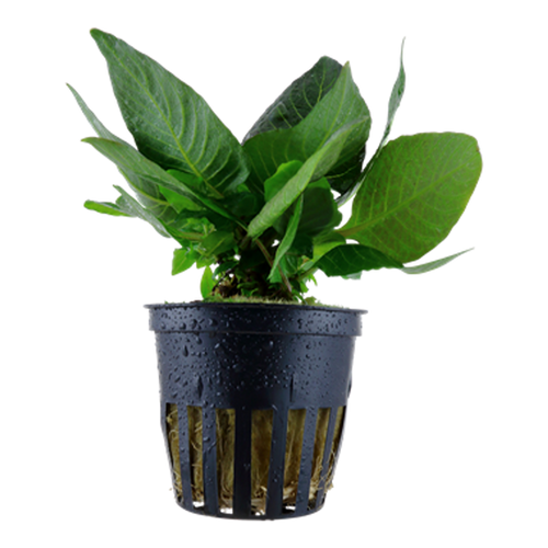 Hygrophila Corymbosa 'Mini' | R&G Aqua