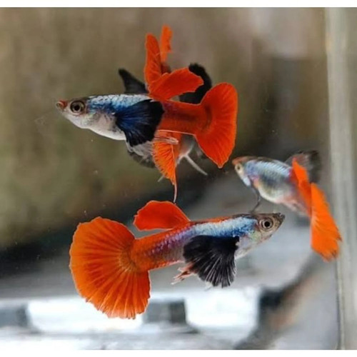 PRTDE Koi Ribbon Guppy Pair | R&G Aqua
