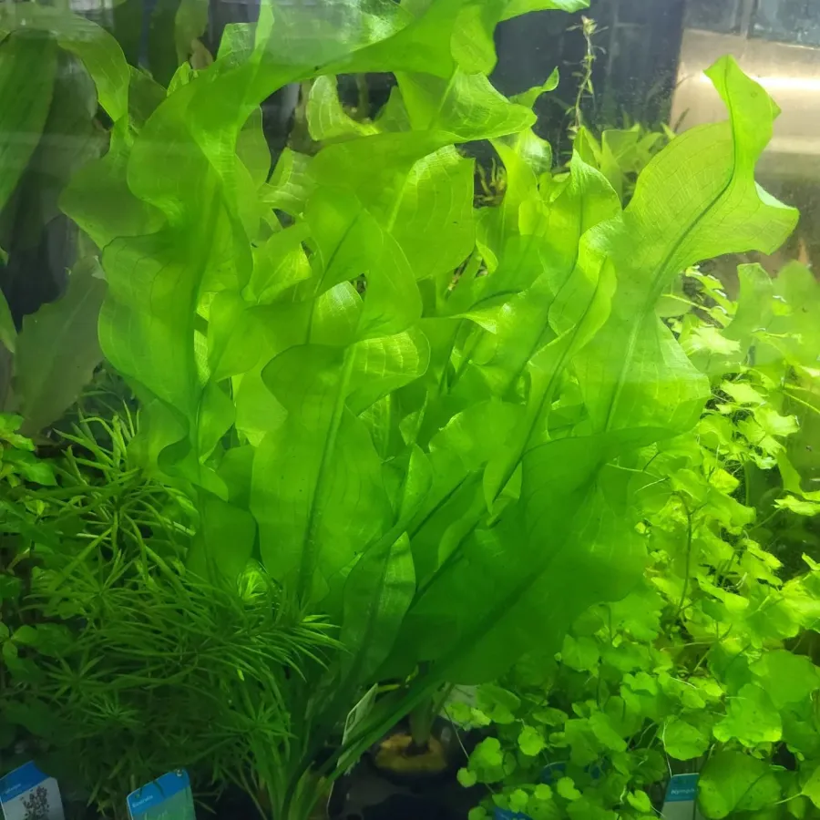 Samolus Floribundus | R&G Aqua