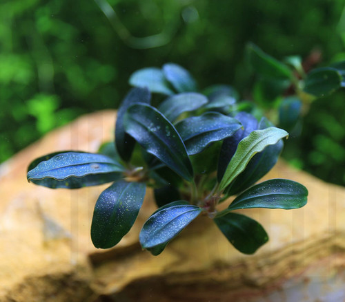 Bucephalandra 'Blue Green' | R&G Aqua