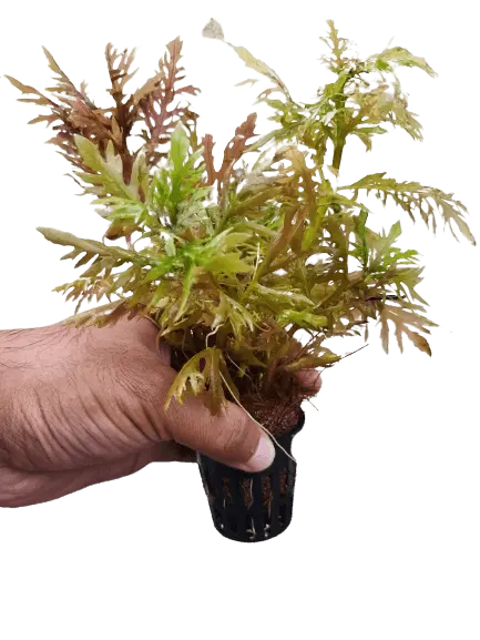 Hygrophila Difformis 'Red' | R&G Aqua
