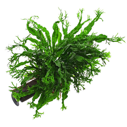 Microsorum Pteropus 'Windelov' | R&G Aqua