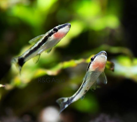 Otocinclus Catfish UAE | Algae Eater Fish for Planted Aquarium Dubai ...