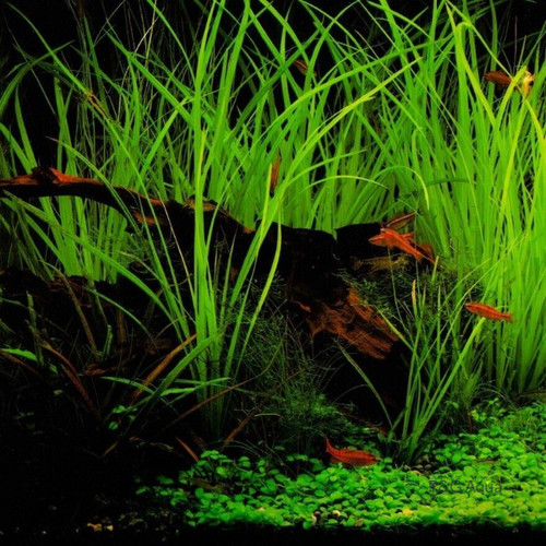 Cyperus Helferi | R&G Aqua