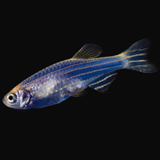 Cosmic Blue Danio | R&G Aqua