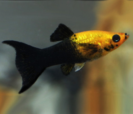 Gold Dust Molly | R&G Aqua