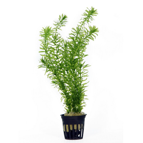 Egeria Densa | R&G Aqua