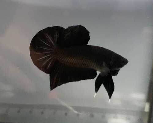 Jet Black Round Tail Betta | R&G Aqua