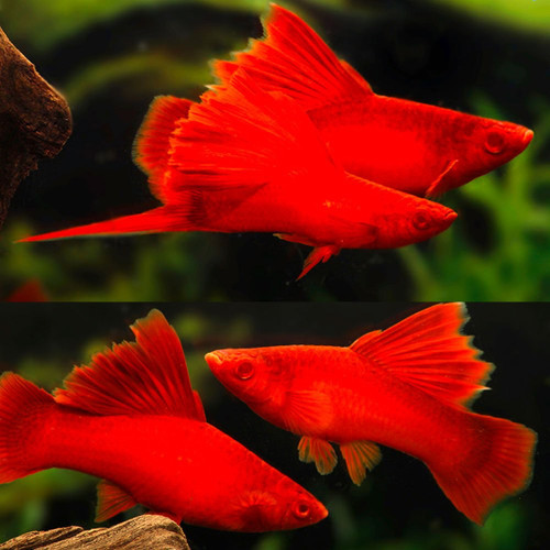 Blood Red Cauli Sword Tail Pair | R&G Aqua