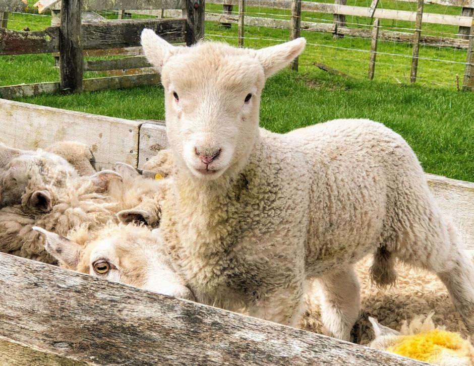 Does hogget performance effect the risk of being dry as a two-tooth ...