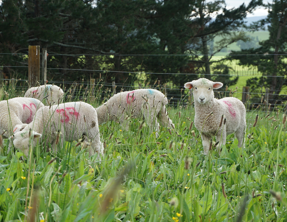 Lamb growth on plantain, chicory and pasture mixes | The AgriSciencer