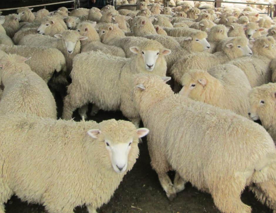 Profit of lambs based on lamb growth | The AgriSciencer