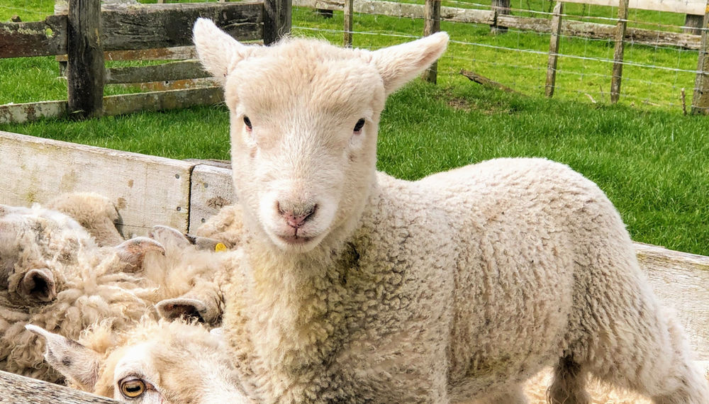 Does hogget performance effect the risk of being dry as a two-tooth ...