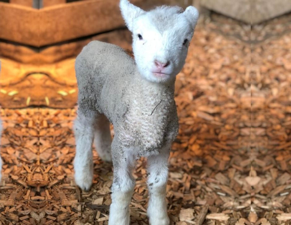 Early weaning of artificially reared lambs - The AgriSciencer
