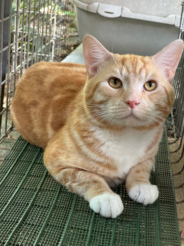 Gerald | Little Paws