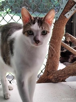 Brian The Cat | Little Paws