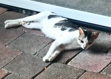 Brian The Cat | Little Paws