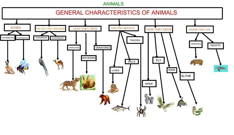 Animals | science-clil-maguilo