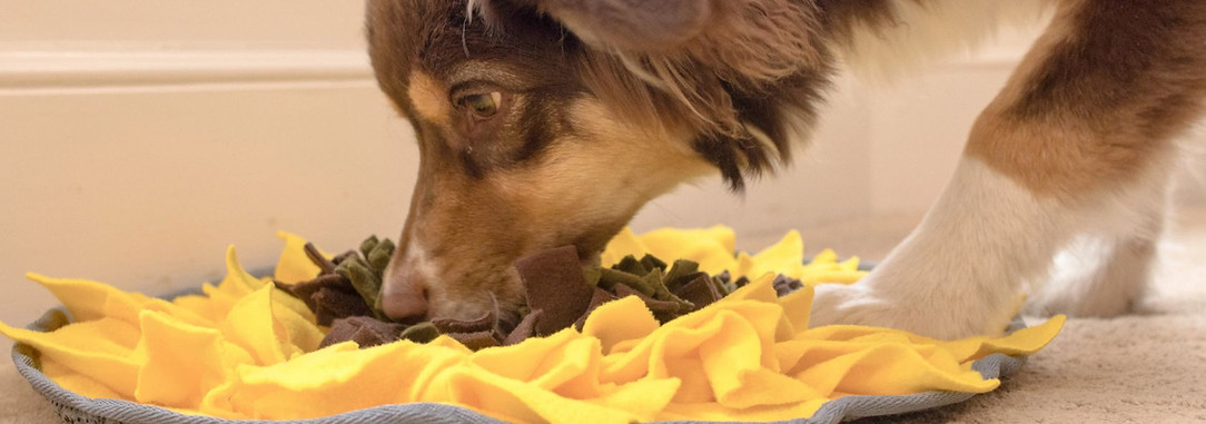 Dog Toys | Mojo Dog Co