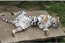 What if you could turn your Tiger off?