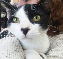 Cat & Kitten Adoptions | Castaway Cats