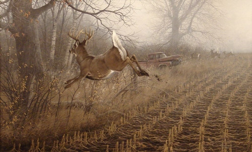 Shades of Gray - Whitetail Deer Print by Michael Sieve | My Site