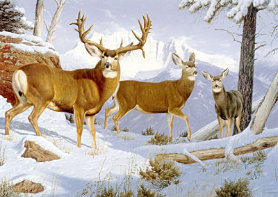 Snow Basin Muleys - Mule Deer - by Tom Mansanarez | My Site