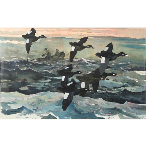 White Winged Scoter - Duck Hunting - by Chet Reneson | My Site
