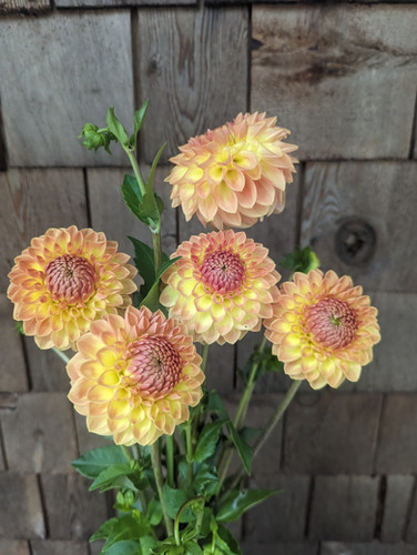Suncrest Dahlia Tuber | Stonecrop Farm