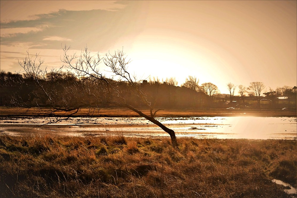 Þeyrinn í þyrninum