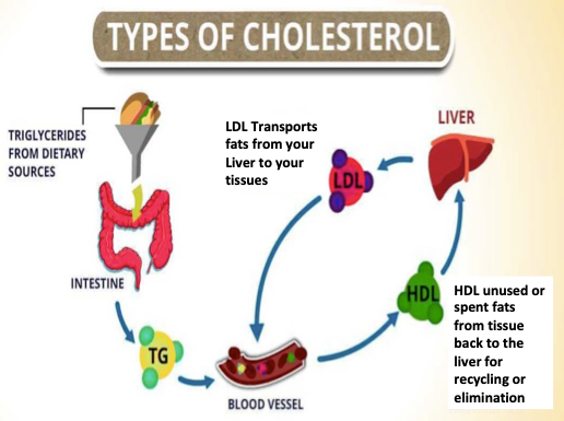 When "Bad" Cholesterol gets Too Low.