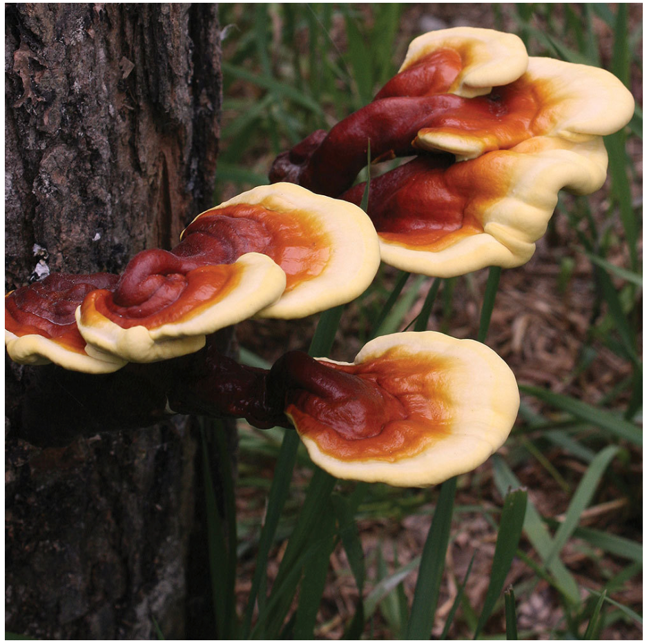Medicinal Mushrooms - Trent Austin, M.D.