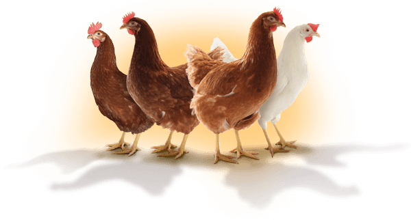 Services aviculture / élevage de volailles à Mamou Guinée