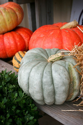 Heirloom Pumpkin | Tradition Company