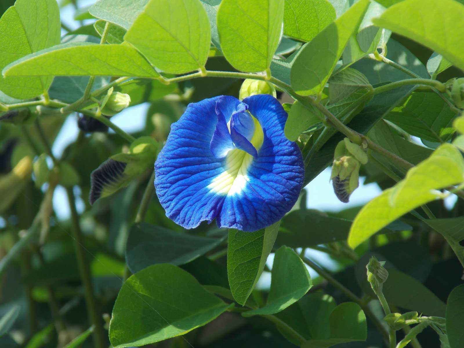 Butterfly Pea Flower: Vibrant Natural Dye for Food and Beverages