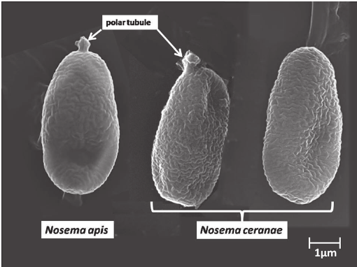 Impact of Nosema Infection on Honey Bee Health and Honey Production